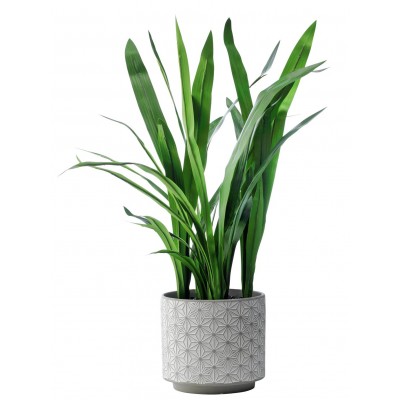 Argos Product Support for LARGE HOUSE PLANT (888/3793)